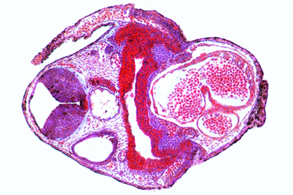 Mikropräparat Frosch Schlüpfreifer Embryo Querschnitt durch Körperregion