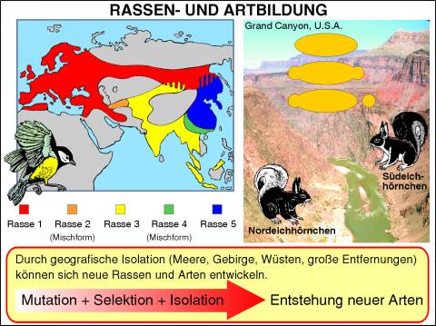 Transparentsatz Rassen- und Artbildung-T5041av