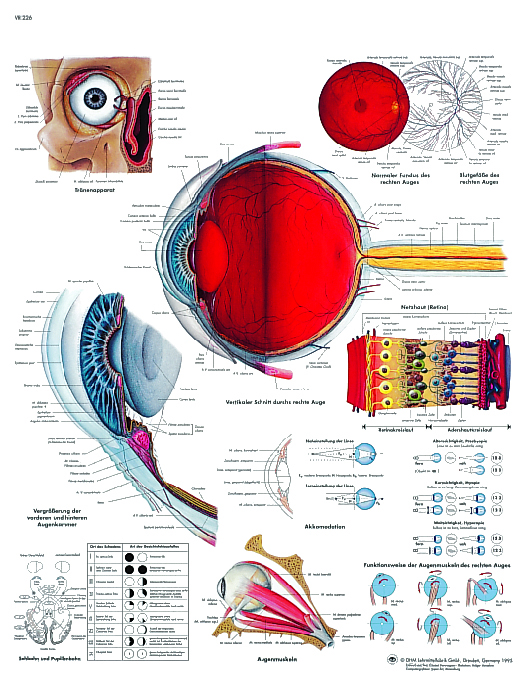 Anatomische Lehrtafel Das menschliche Auge