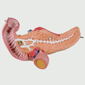 Magenmodell, 3-teilig